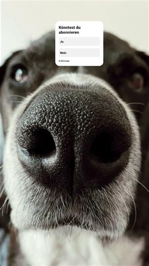 Schaffen wir 100 abos❤️🥺🥺🥺💪 #traurig #wetten #viral #fypシ