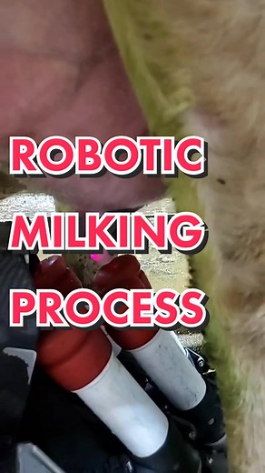 Robotic Milking Process