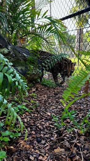 1.1K views · 3.9K reactions | Delilah is taking a stroll through her...