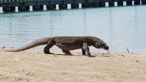 The Komodo Dragon: The World's Largest Lizard, Up Close