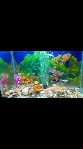 cute fish... #vireal #videoviralシ #reelsfbシ #highlightsシ゚ #flowers #foryouシ #reeelsfacebook | Manik Chandra