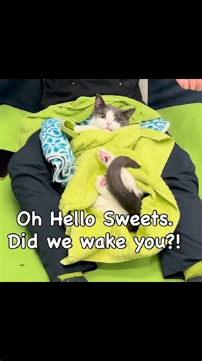 Throwback to some of my favorite cozy moments 💚 Calm handling, gentle touch, and letting them fully relax into it. When trust is there, everything slows down. #throwbackthursday #apl_smoochyourkittycat #apl_behindthescenevideos | APL - Cosmetic Teeth Cleaning for Dogs