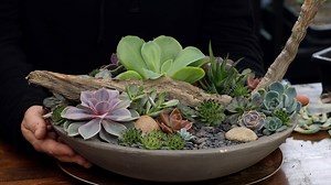 96K views · 6.1K reactions | Taking Apart & Rebuilding a Succulent Arrangement with Cuttings! ✂️殺 | Garden Answer | Facebook