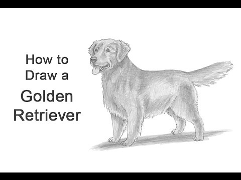 How to Draw a Dog (Golden Retriever)