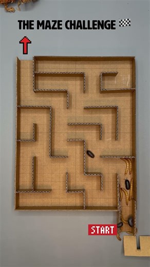 MASS ESCAPE! 🤯 But One Pill Bug Found a SHORTCUT! 🏆 (Maze Chaos)