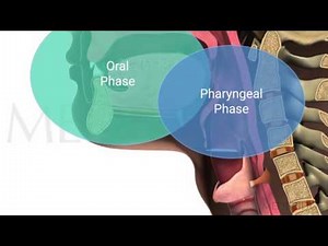 The Overlapping Stages of Swallow - Michael Groher | MedBridge