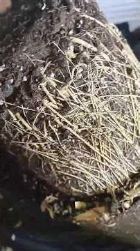 EP36: Final examination and inside out check of roots. #indoor #shortsfeed #science