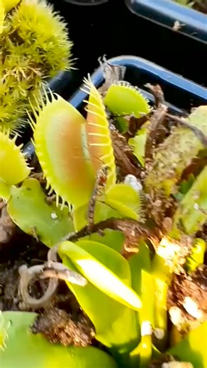 Flytrap gets woodlouse for dinner #reels #reelsvideo #reelsviral #asmr #ASMR #viral #reels #reelsviral #reelsinstagram #reelsvideo #trendingnow #reelsvideo #Facebookreelscontest | Carnivorous Plants