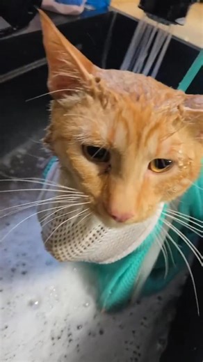 🐾No More Cat Scratches! 🛁 Make bath time a breeze with this Cat Bathing & Grooming Bag — adjustable, breathable, and scratch-proof! 💦 Perfect for trimming, bathing, or vet visits without the drama 😼✨ 🛒Get it now👉https://t.site/4htGKHq | Limitedous