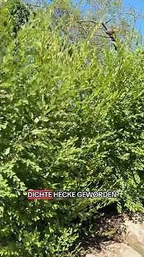 Miracle hedge ❤️ the fastest-growing hedge in the world #miraclehedge #privacyscreen #garden #gar...