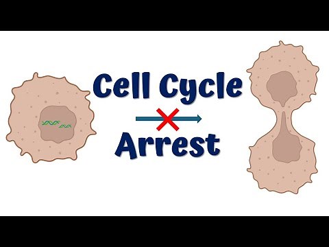 Cell cycle arrest || DNA damage