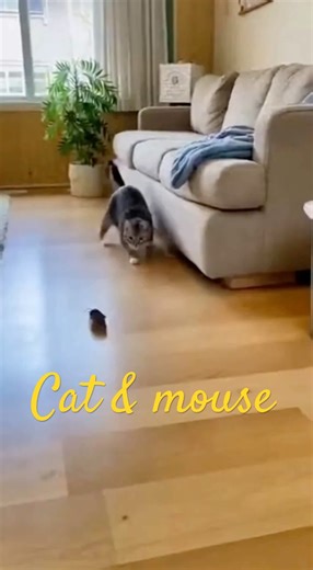 Funniest Cat vs Mouse Fail You’ll See Today!