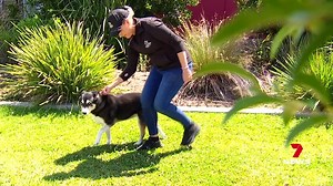 A regional Queensland dog treat business is breaking into the global market with a new snack, packing some extra crunch. Insects are the filler of choice, which the owner says is more sustainable and affordable for pet owners. 7NEWS at 6pm. More local news: 7news.com.au/news/qld #7NEWS | 7NEWS Cairns