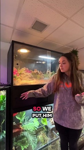 Meet Dino, our Uromastyx who just got a new home in the Zen Habitats reptile room! 🏜️🌵