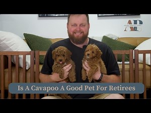 Is A Cavapoo A Good Pet For Retirees