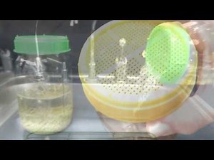 Sprouting Lentils and Broccoli using a Mason Jar