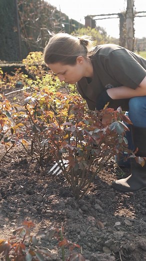 9.3K views · 397 reactions | Now spring is underway here in the UK, it's a great time to feed your roses. Our new controlled release rose food provides your roses with the nutrients they need, as they need them, all summer long.  With an NPK* value of 18-9-10, it's the perfect nourishing supplement for healthy, beautiful blooms. In this video, Becky demonstrates how quick and simple it is to do. | David Austin Roses | Facebook