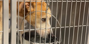 Broken AC unit fixed at Onslow County Animal Services after it broke Saturday