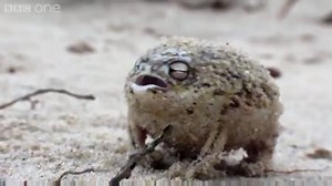 #ICYMI This desert rain frog is mad as hell. And refuses to take it anymore! video © BBC One | WWF-Australia