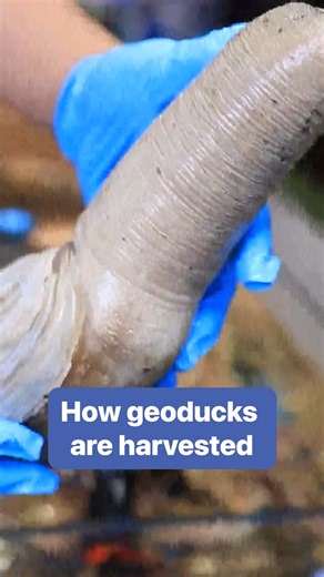 200K views · 375 reactions | Skilled divers use these techniques to extract hidden geoduck clams from the ocean floor. #diver #clam #ocean | Insider | Facebook