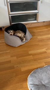 2.7K reactions · 191 shares | Ziggy the Cockapoo prefers her bed upside down!  "This is our crazy 11-week-old cockapoo puppy Ziggy. He does this most days in the kitchen. He never sleeps on his dog bed until it is upside down" Ziggy Starpup via ViralHog | Goodwoof | Facebook