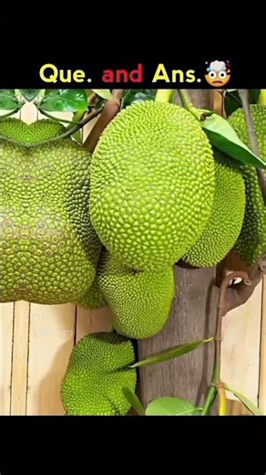 Do you know the Fact??#shorts#shortsfeed #gk#knowledge #viral#trending .