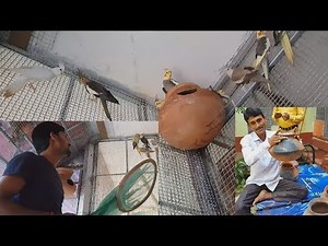 Cockatiel colony Breeding Setup Nest Box Or Matki / Cockatiel Breeding Tips.