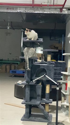 #cat #cattree Two cat and two tails#cattrees