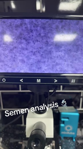 Canine semen analysis 🔬 #caninefertility #studdogs #leedscaninecare