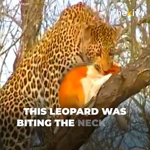 449K views · 5.7K reactions | The feast was set. The leopard found a defenseless puppy. And took him as its victim. It looked eager to eat his flesh. But the dog wouldn’t give up so easily. | The Kiwi | Facebook
