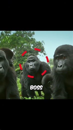 Spy Gorilla: Mission Infiltration. 🦍