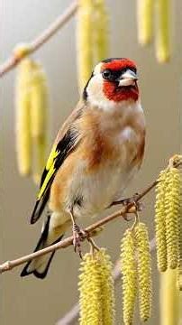 Migratory birds are fascinating to watch #birds #birdsong #birdsound #birdcall #ytshorts #nature