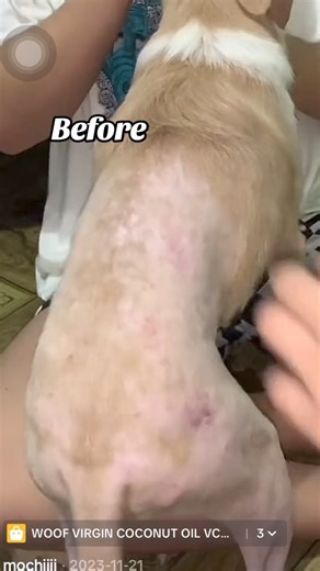 BEFORE AND AFTER USING WOOF PRODUCTS ✅Pure organic and no chemical ingredients ✅Safe and effective to any breed of dogs and cats ✅Hypoallergenic “Because Your Pet Deserves Quality Care, Choose WOOF MDC Products.” #WOOF #woofmdc #pet #petlover #dog #cat #furbaby #furparent | WOOF Premium Organic Dog Shampoo and Soap