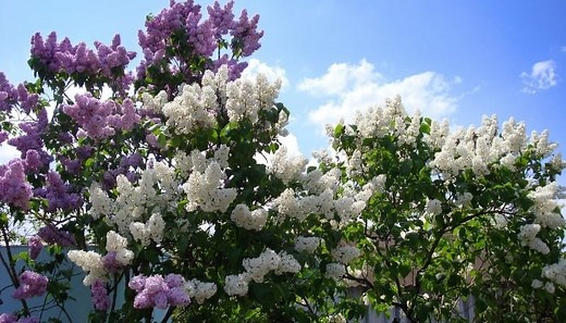 Are Lilacs Deer Resistant? Top 5 Best Varieties To Grow