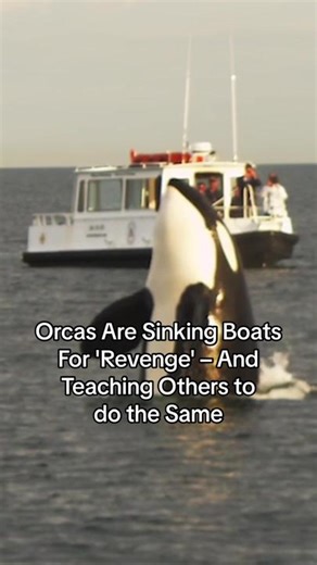 Orcas Revenge: Attacking and Sinking Boats Explained