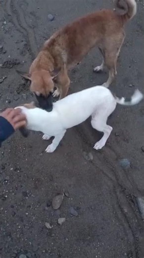 Beach stray dog dragging his leg