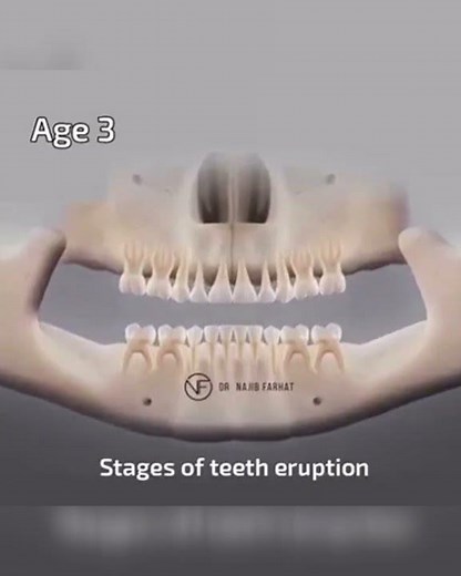 Stages of teeth eruption
