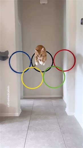 Paris 2024! Are. You. Ready?! 🔥 Did you know there was once an Olympic standing high jump event? From 1900 to 1912, athletes would leap with no run-up and both feet together. Calvin would like to petition to bring it back and snag that gold! 🥇✨ @olympics @nbcolympics #olympics #paris2024 #catsofinstagram #cattricks #catlife #catlovers #catsofaustin #austintexas | Cat Named Calvin