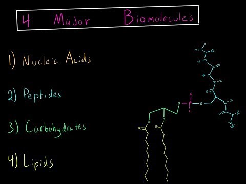 4 Major Types of Biomolecules MCAT Biochemistry (Nucleic Acids, Peptides, Carbohydrates, Lipids)