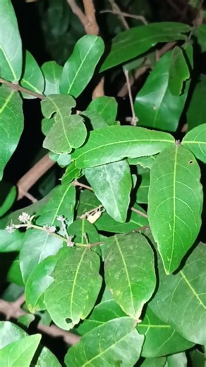 I haven’t seen it in a long time. I last saw it when I was a child