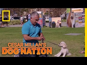 Correcting the Nervous Energy | Cesar Millan's Dog Nation