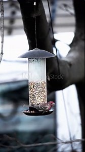 House finch and female cardinal on bird feeder in vertical format