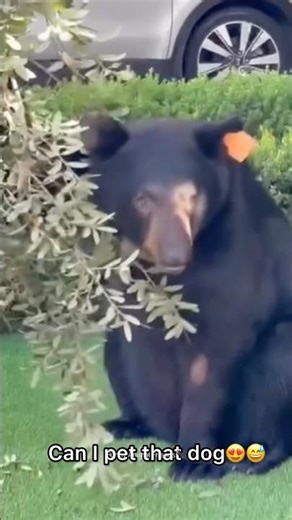 Bear Being Friendly😍🐻 #bear #funnybear #animals #shorts