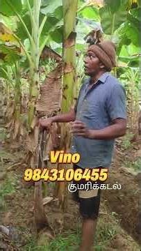plantain farming #kumarikkadal #tamil #kanyakumari #marthandam Vino Kumari Nagar