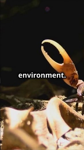 Difference between endoskeleton and exoskeletons #scientificwonders #science #earthlywonders