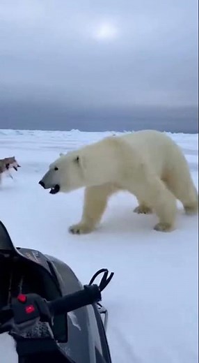 Polar Bear 🐻 vs Snow Dogs: Epic Showdown in the Arctic!