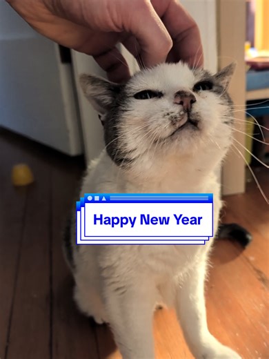 Happy New Year to all my kittens including those of you at home. here's a look at each cat in my house currently. #foster #cats #happynewyear2026 #kittenfarmer #kittens