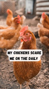 155K views · 2.2K reactions | Anyone else??? Surprise! It’s Just a Chicken Being Weird Again浪 #chickenlife #backyardchickens #raisingchildrenandchickens #happyhens #chickens #farmlife #ChickensOfFacebook #farmfresh #chickensofinstagram #fresheggs #homestead #homesteading | Everyday Chicken Farmer | Facebook