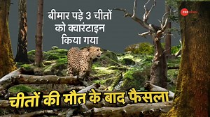 91K views · 2.4K reactions | #DNA: DNA test of cheetahs dying in MP's Kuno National Park #cheetah #KunoNationalPark | Zee News English | Facebook