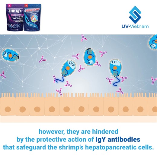 🧬 Things You May Not Know About EHP IgY Antibody❓[Part 3] 💡 Mechanism of IgY Antibody During infection, EHP (Enterocytozoon hepatopenaei) attacks the shrimp’s hepatopancreatic cells by launching its polar tube to attach and transfer genetic material into the host cells — leading to infection. However, when IgY antibodies are present, they approach and bind directly to both the polar tube and even the spore wall proteins of EHP, effectively blocking the entry point and neutralizing its ability 